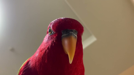 Second Life Marketplace - Gumi the Red Bird Gesture - Wuewuewue