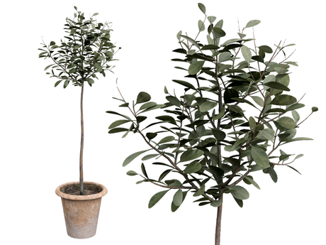 Second Life Marketplace - Nutmeg. Apple Terrace Potted Tree