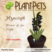 Second Life Marketplace - PlantPet Seed [Hyacinth *Prince of the Night ...