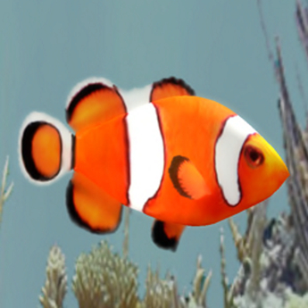 Second Life Marketplace - Anni Timeless: Anni's Clownsfish Flex v2.0d