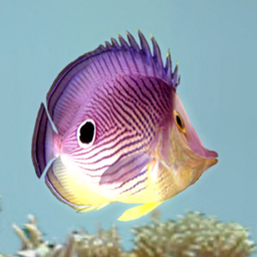 Second Life Marketplace - Anni Timeless: Anni's Foureyed Butterflysfish ...