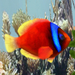 Second Life Marketplace - Anni Timeless: Anni's Red-Blue Anemonefish ...