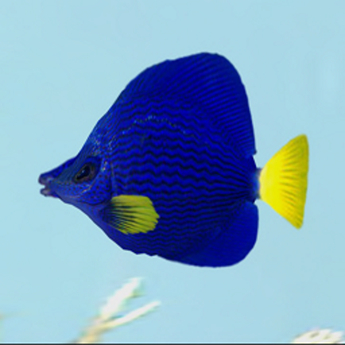 Second Life Marketplace - Anni Timeless: Anni's Yellowtale Doctorfish ...