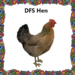 Second Life Marketplace - DFS Hen ( Texture )