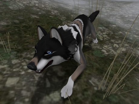 Second Life Marketplace - TWI Wolf Mod Batt