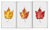 Second Life Marketplace - Tams - Wall Decor - Fall Leaf Trio