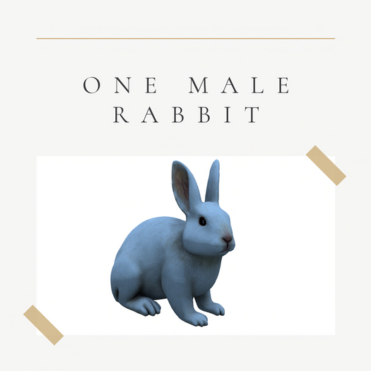 Second Life Marketplace - Bun-E Rabbits Starter Male Rabbit