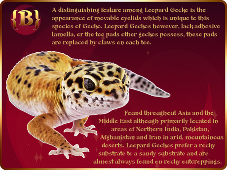 Second Life Marketplace - {B} Leopard Gecko [Minipack]