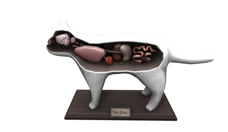 Second Life Marketplace - NOMAD // Cat Anatomy Model