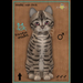 Second Life Marketplace - KittyCatS Box - Toyger - Blue Double Dreamy ...