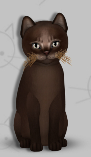 Second Life Marketplace - KittyCatS Box - Abyssinian Dark Chocolate/8T ...