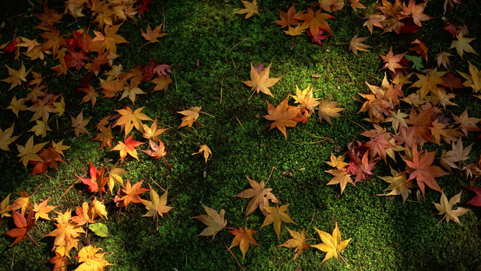 Second Life Marketplace - texture nature-forest-autumn leaves