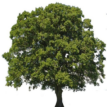 Second Life Marketplace - far away tree