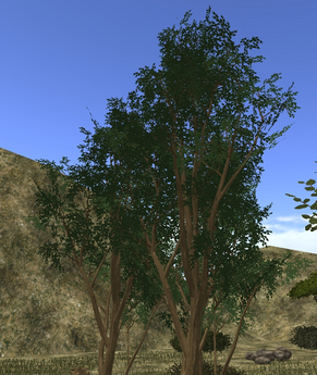 Second Life Marketplace - Arrow Poison Tree (Acokanthera oppositifolia ...