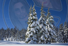 Second Life Marketplace - 56 - Winter - Snowy Pines - Dark Blue Sky ...