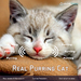 Second Life Marketplace - HypeTech - Real Cat Purring