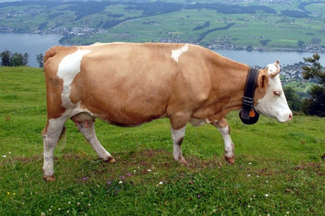 Second Life Marketplace - DFS Cow