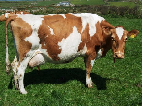 Second Life Marketplace - Cow - AyrshireDFS