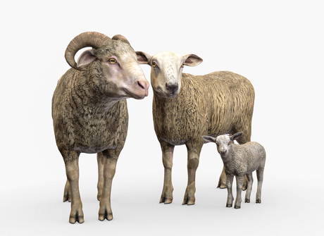 Second Life Marketplace - Art Studio.FULL PERM \\ Sheep Family