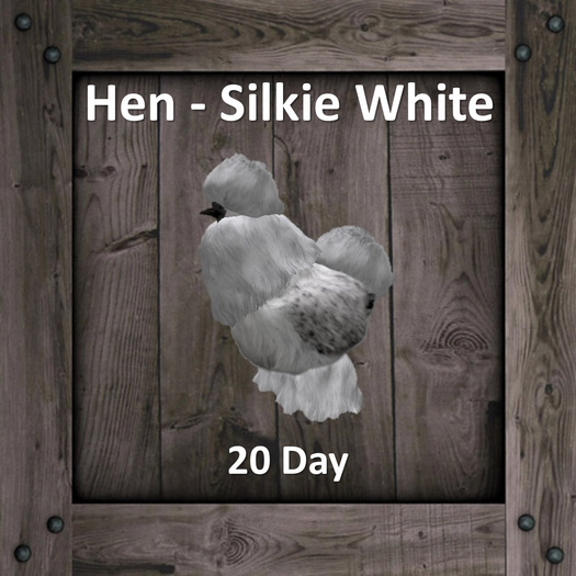 Second Life Marketplace - DFS Hen - Silkie White (DFS Texture Only)