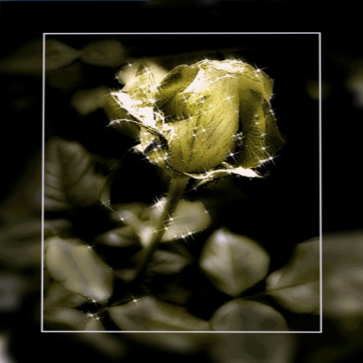 Second Life Marketplace - Yellow rose. Animated picture