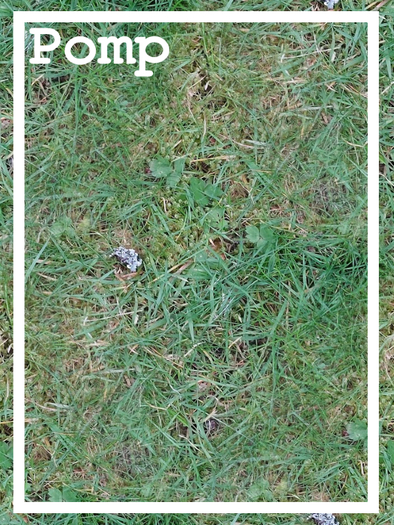 Second Life Marketplace - Pomp - Grass texture - Seamless