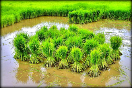 Second Life Marketplace - DFS Rice Seed V2.2