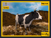 Second Life Marketplace - ::DisturbeD:: Farm Animals - Cow - FULL PERM MESH