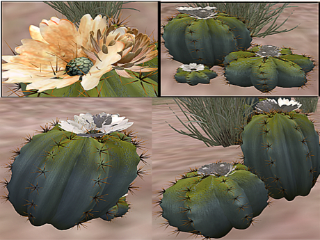 Second Life Marketplace - EPITOME of Design Barrel Cactus 2 Collection