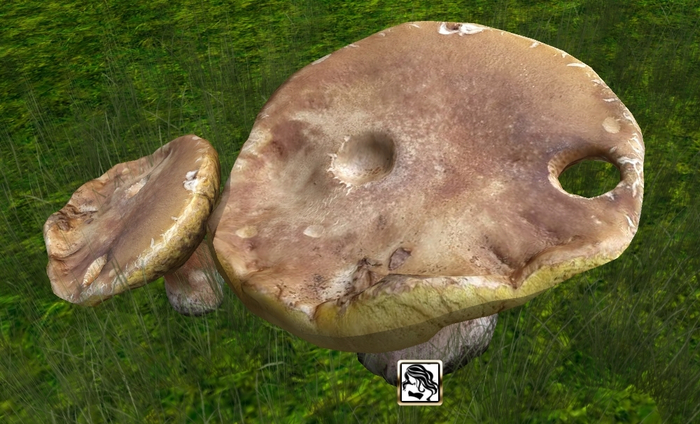 Second Life Marketplace - full perm mushroom Li 1