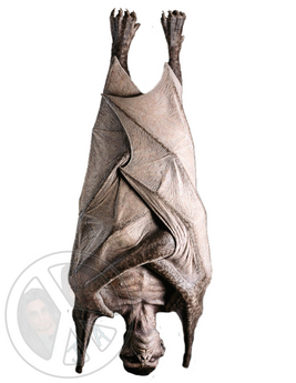 Second Life Marketplace - 511 - Halloween - Human BAT - Monster ...