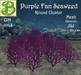 Second Life Marketplace - Purple Fan Seaweed 10M Round Cluster, .5LI