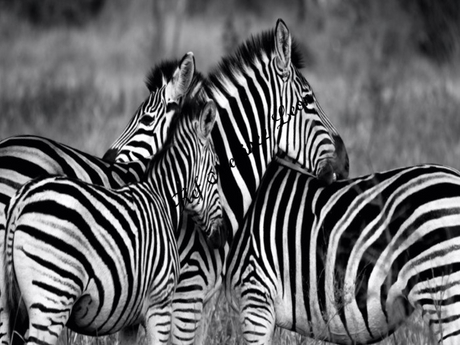 Second Life Marketplace - Zebra Embrace