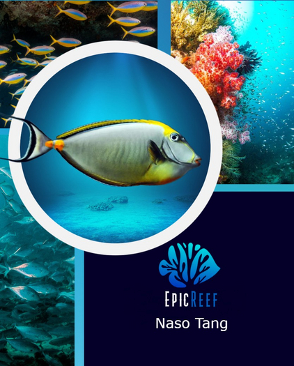 Second Life Marketplace - Epic Reef- Naso Tang