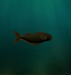 Second Life Marketplace - (7S) Uncommon Fish: Yellow Catfish