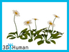 Second Life Marketplace - 3D Human - Daisy Flowers FULL PERMISSION ...