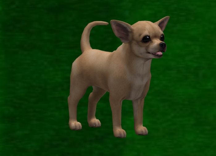Second Life Marketplace - JIAN Cheeky Chihuahuas 7. Tan Wanderer