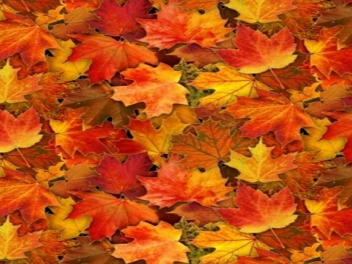 Second Life Marketplace - Fall Leaves Texture