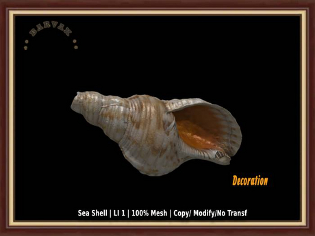 Second Life Marketplace - Sea Shell
