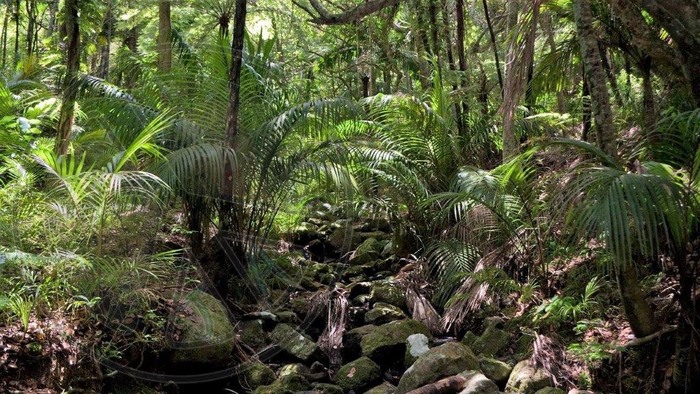 Second Life Marketplace - 630 - Summer - Jungle - Forest - Plants ...