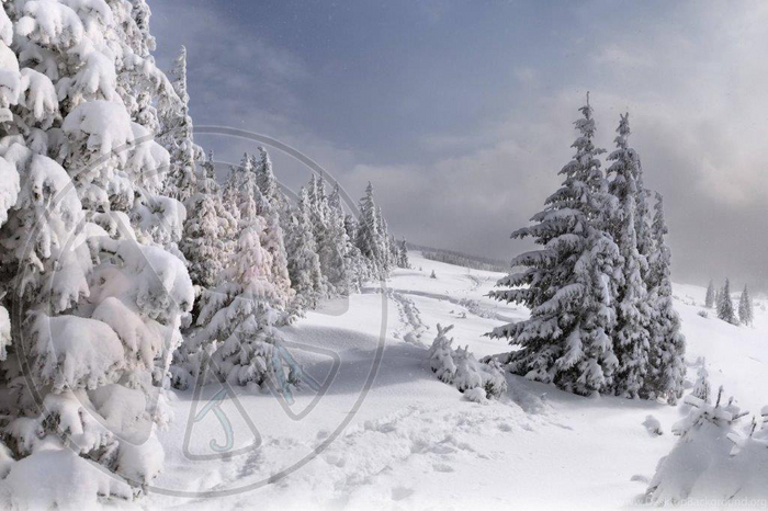 Second Life Marketplace - 674 - Winter - Snow - Snowy Pine Trees - Grey ...