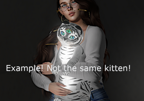 Second Life Marketplace - KittyCatS - Tonkinese - Blue Mink Kitten ...