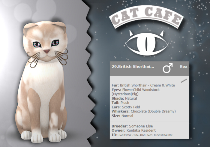 Second Life Marketplace - KittyCatS - British Shorthair Cream & White ...