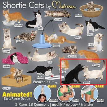 Second Life Marketplace - Mutresse-Quarrel-Shortie Cats