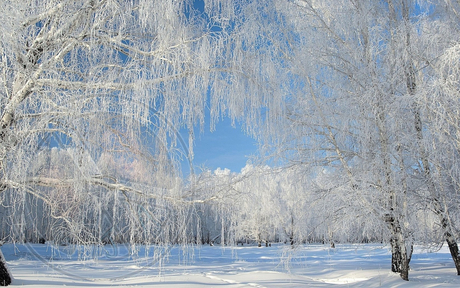 Second Life Marketplace - 707 - Winter - Snowy Trees - Frozen Weeping ...