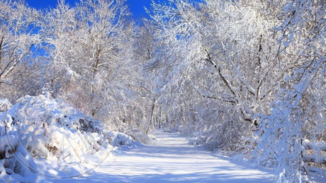 Second Life Marketplace - 709 - Winter - Snow - Path - Snowy Trees ...