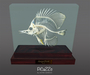 Second Life Marketplace - Angelfish Skeleton Display