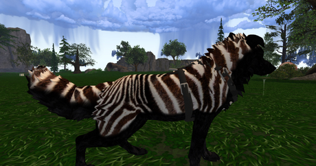 Second Life Marketplace - [ PWM ] Twi Wolf - ZebraWolf Mod [BOXED]