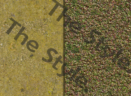 Second Life Marketplace - Realistic Aquatic Sea Moss Textures Seamless