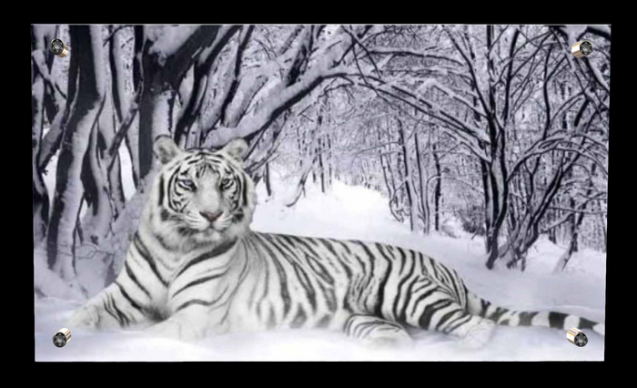 Second Life Marketplace - White tiger poster on pinned frame